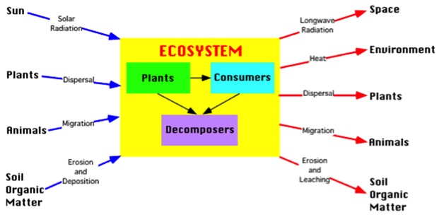 Diagrams About Ecosystem Levels